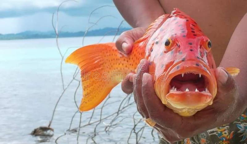 Red Kerapu Fish in Sulawesi Island Stock Photo - Image of sulawesi ...
