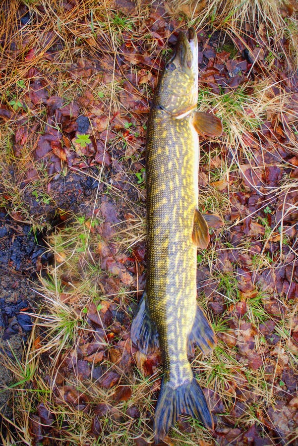 Fishing Fish with the Result of Big Pike Stock Photo - Image of outdoor ...