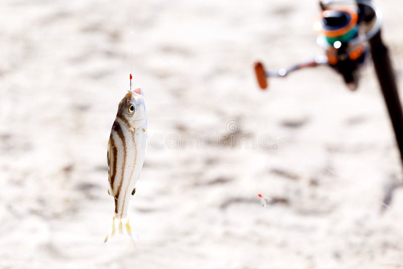 Fishing. Fish and Spinning Close-Up Stock Image - Image of summer ...