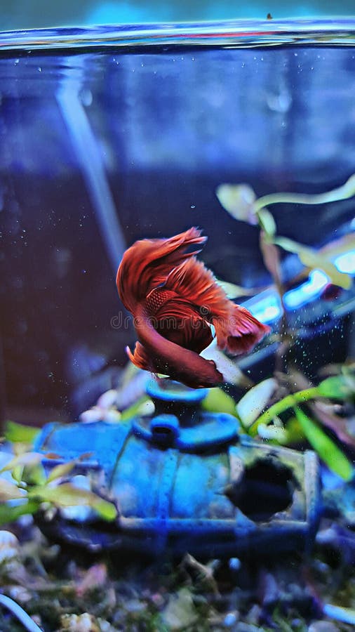 Fishing Fish Tank Betta Red Stock Image - Image of fishing, coral ...