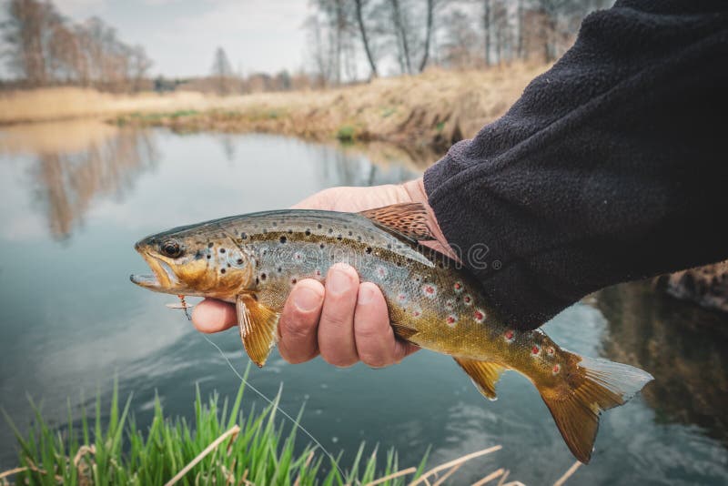 Fishing - Fisherman Catch Trout on River Stock Photo - Image of brown ...
