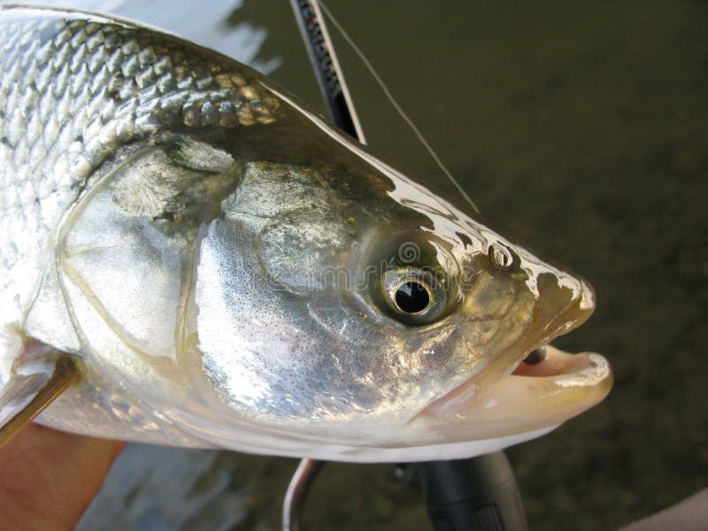 Catched Asp Stock Photos - Free & Royalty-Free Stock Photos from Dreamstime