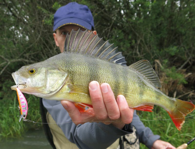 Fishing stock photo. Image of angling, catch, landscape - 42257916