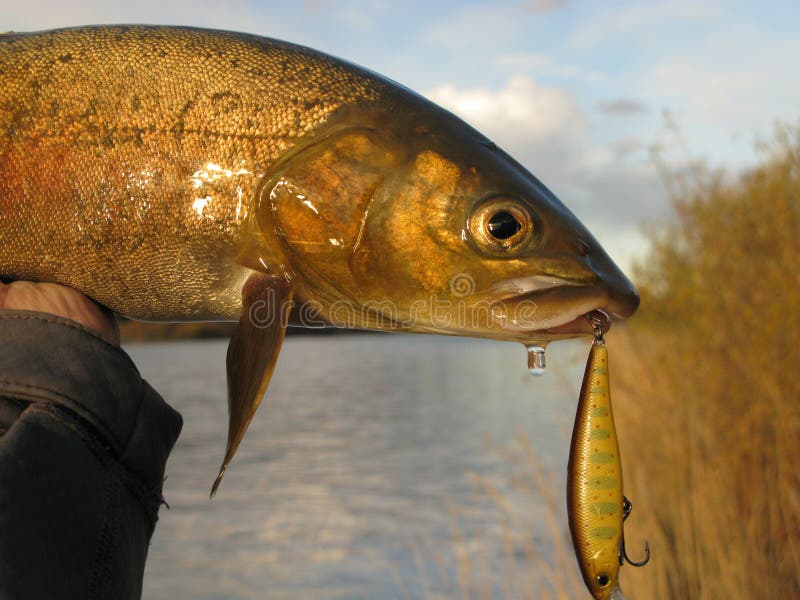 Fishing stock image. Image of mongolia, angler, mist - 39037549