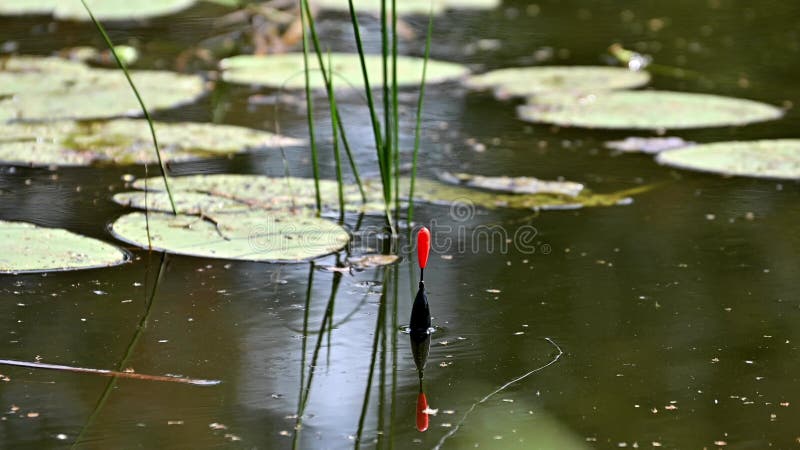 A Fishing Float Floats in the Water. the Bobber Floats on the Water ...