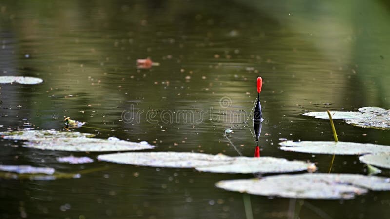 A Fishing Float Floats in the Water. the Bobber Floats on the Water ...