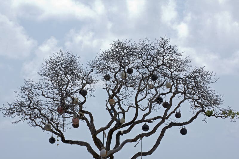 Fishing float tree stock image. Image of bare, seaside - 24364375