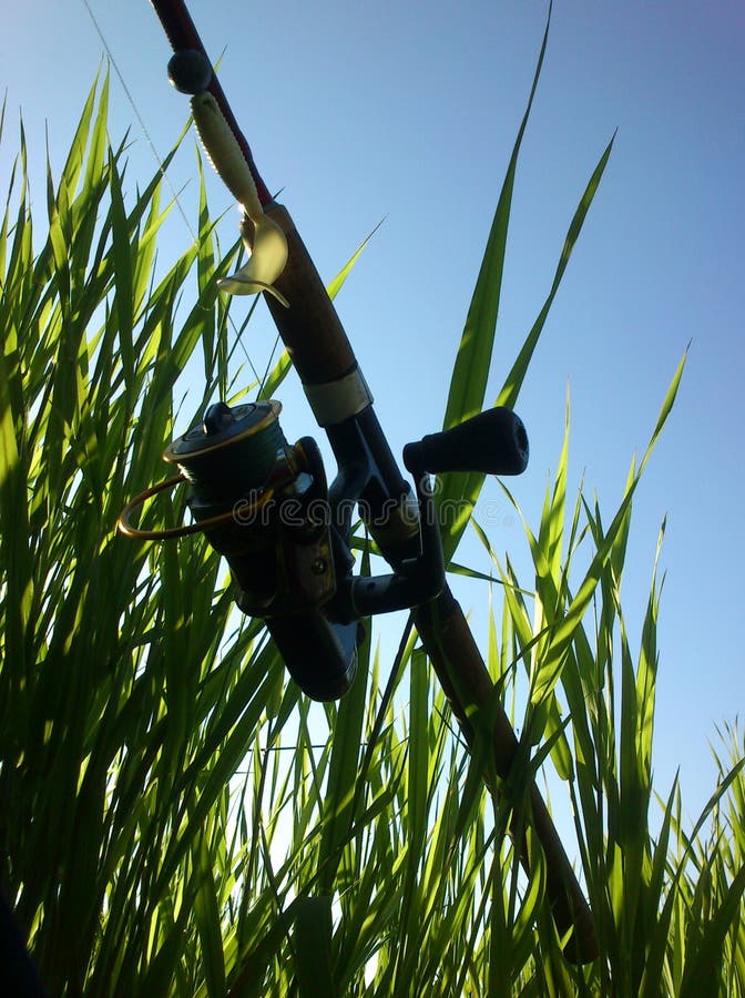 Rod fishing in the grass stock photo. Image of fresh - 105618742