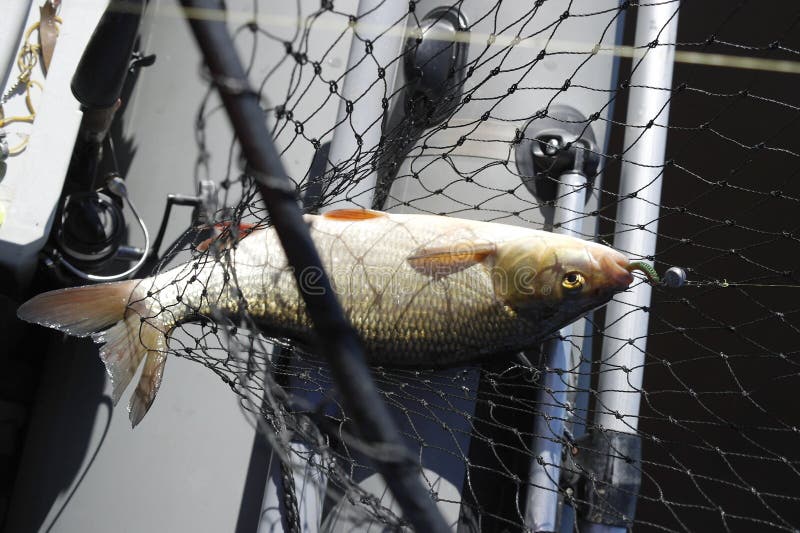 Fishing, Fresh Fish Close-up. Stock Image - Image of outdoors, tail ...