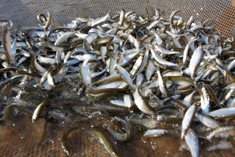 Fishing. Fresh young fish. stock photo. Image of water - 5818726