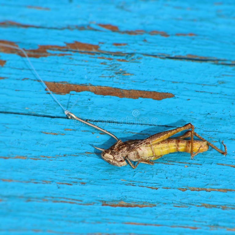 Fishing Hook with Grasshopper Stock Photo - Image of fish, catch: 96543664