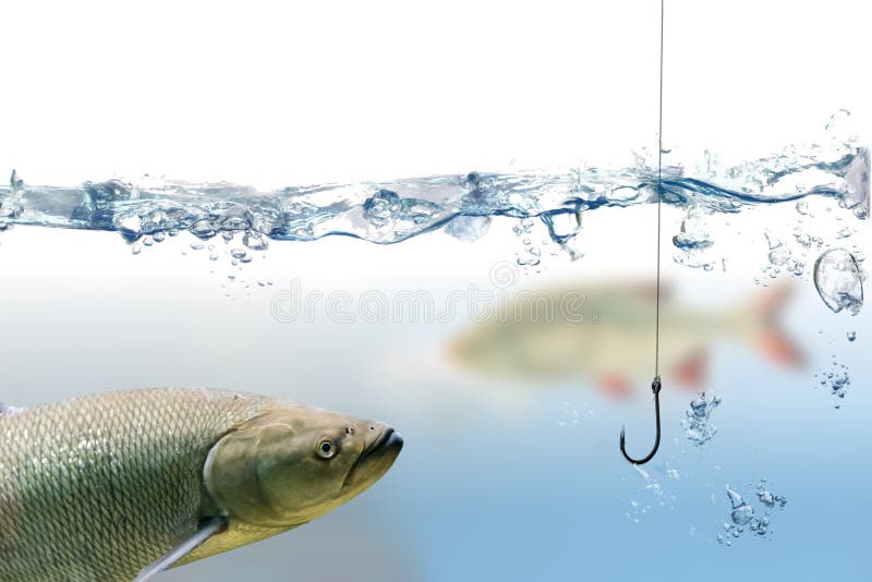 Fishing Hook Under Water and Trout Fish Stock Photo - Image of aqua ...