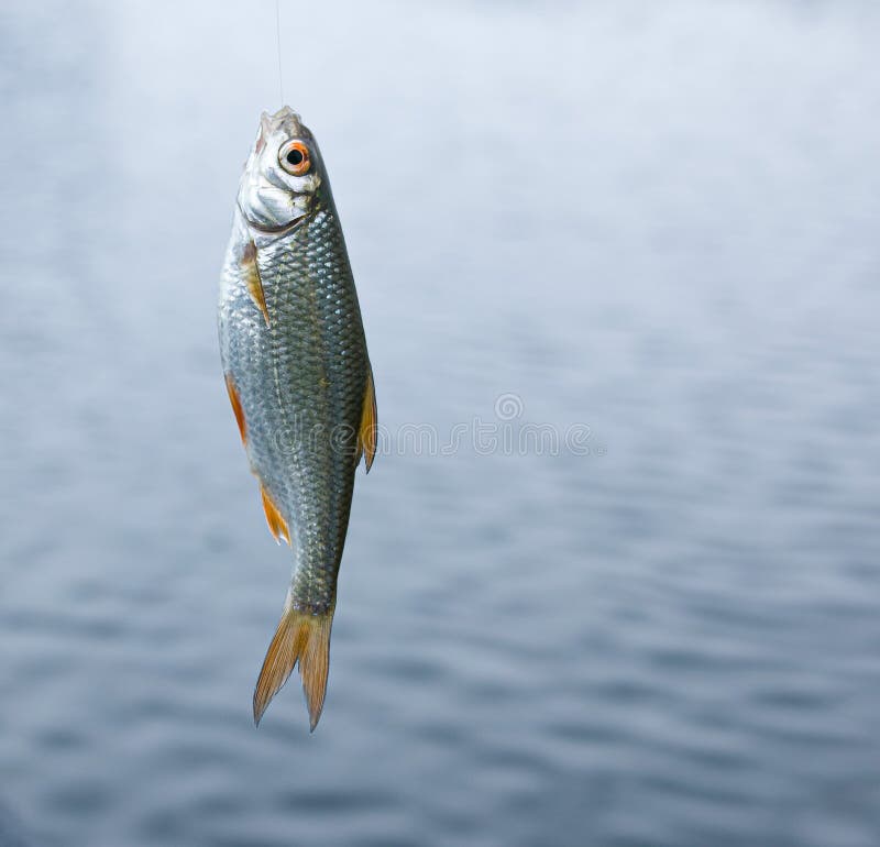 107 Fish Just Caught Line Stock Photos - Free & Royalty-Free Stock ...
