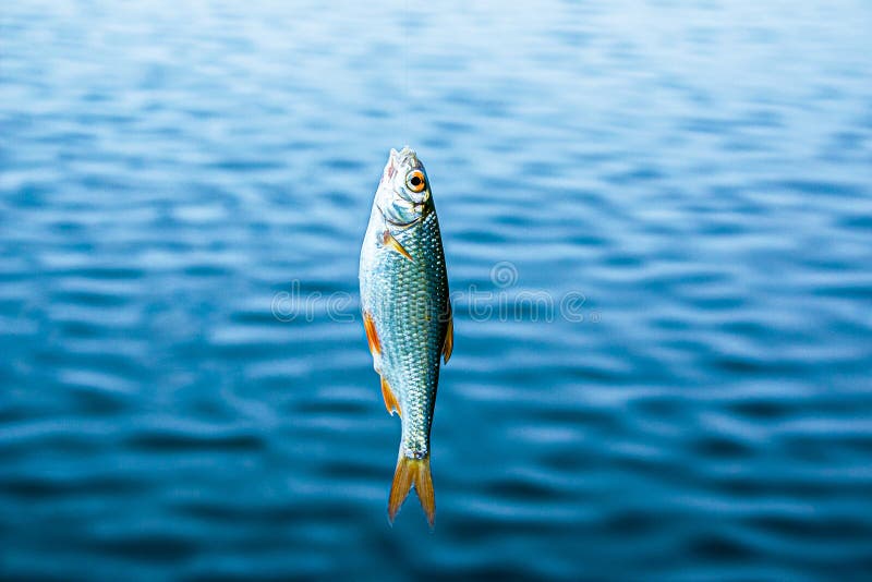 Just Caught Fish on a Fishing Line and a Hook on the Background of the ...