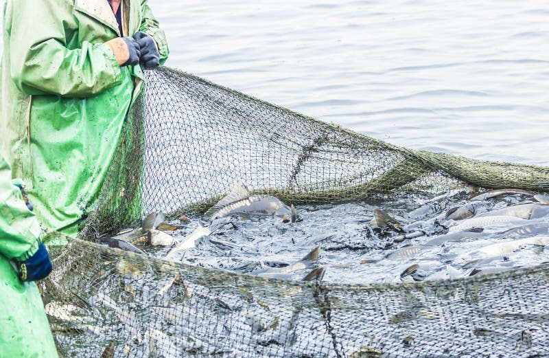 Fishing on the Lake. Man Pulls a Fish Net Stock Photo - Image of nature ...
