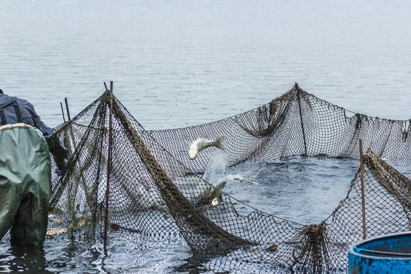 Fishing on the Lake. Man Pulls a Fish Net Stock Photo - Image of nature ...