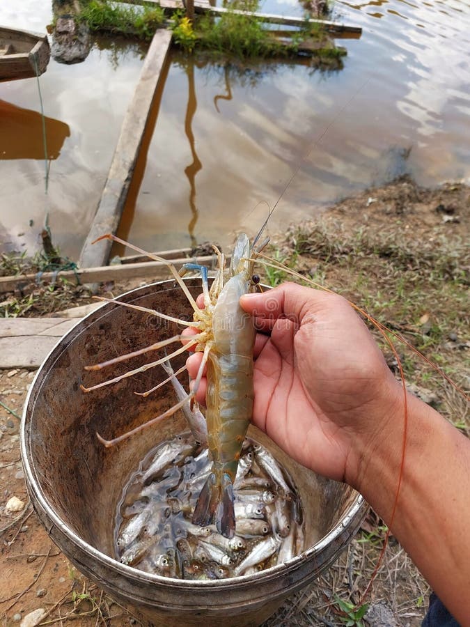 Fishing in the Lake To Get Fish and Giant Prawns Stock Photo - Image of ...