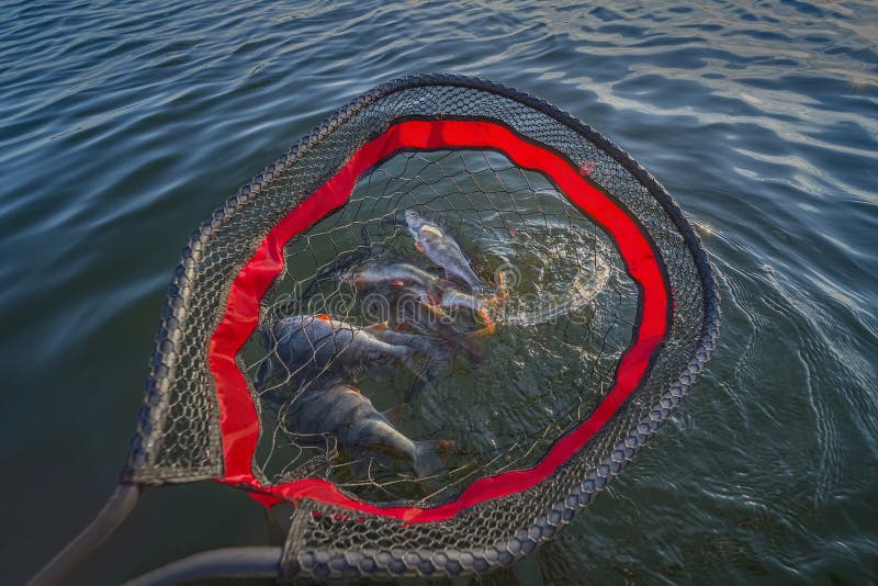 Fishing Landing Net. Many Perch Fish in Water in Specialized Net Stock ...