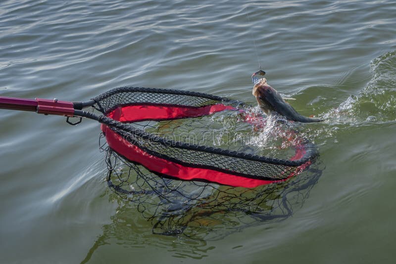 Fishing Landing Net. Taking Perch Fish in Water by Specialized Net ...