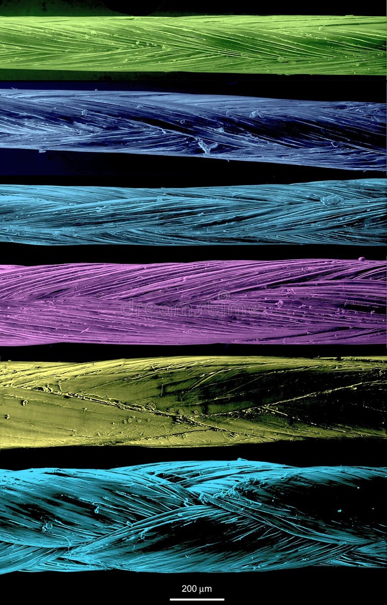 Scanning Electron Microscopy Fish Stock Photos - Free & Royalty-Free ...