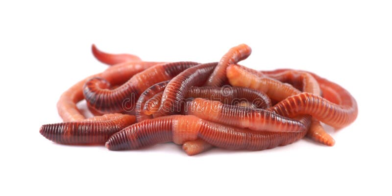 Fishing, Live Bait, Red Worm Dendrobena Stock Image - Image of isolated ...