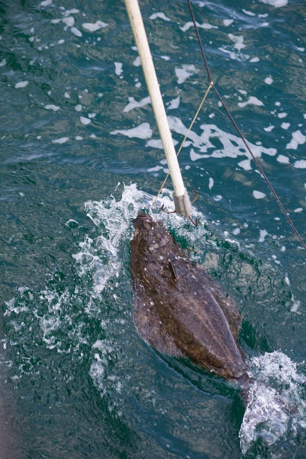 Longline. Fishing tool stock image. Image of longline - 23666873