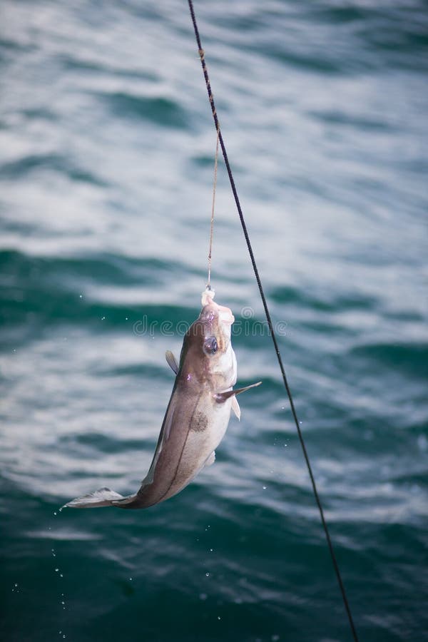Fishing with longline stock photo. Image of attraction - 37090732