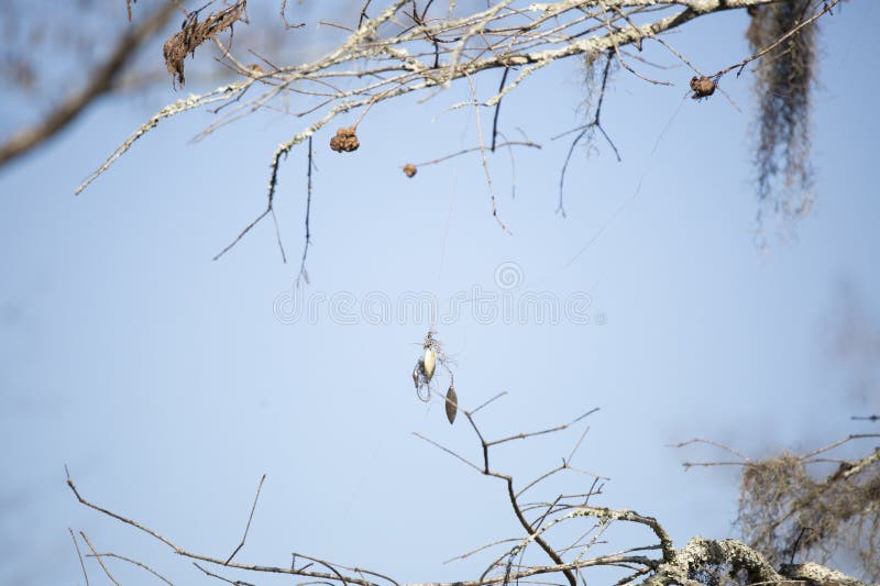 Fishing Lure Hanging stock image. Image of artificial - 291166041