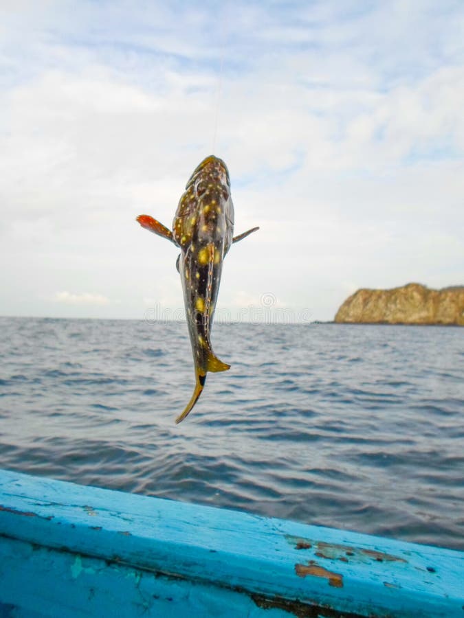 Fishing a Mero grouper stock image. Image of ecuadorian - 85867933