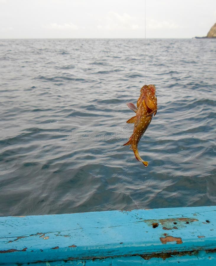 Fishing a Mero grouper stock photo. Image of mero, recreation - 85867974