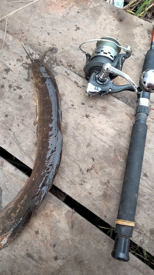 Fishing in the Morning only Get One Fish Stock Image - Image of morning ...