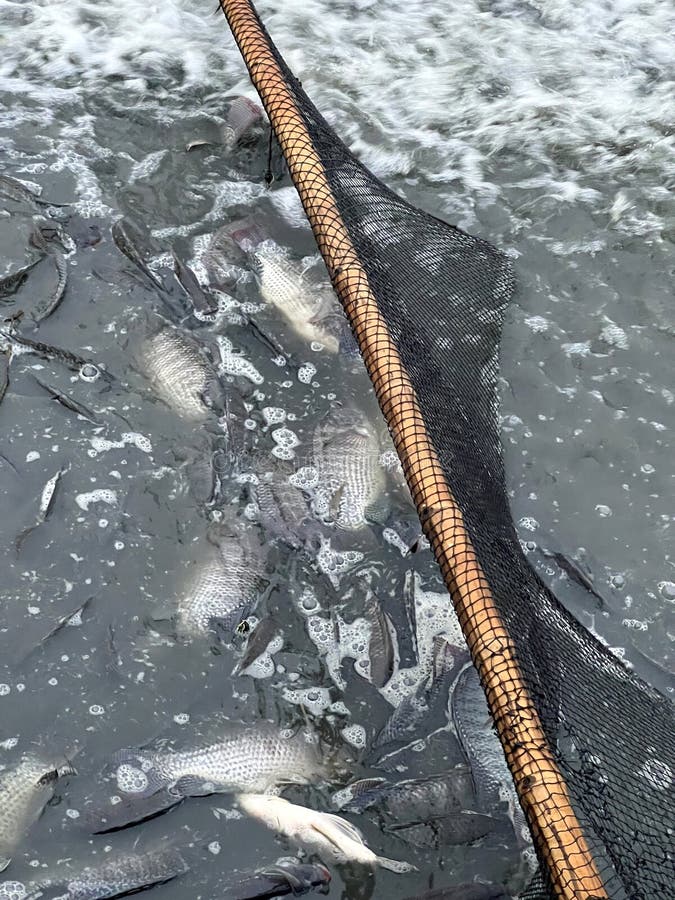 Fishing net on the beach stock image. Image of fisherman - 284207257