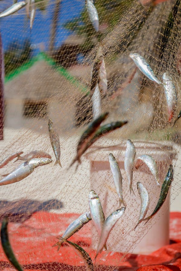 Fishing net with fish stock image. Image of heap, catch - 52678715