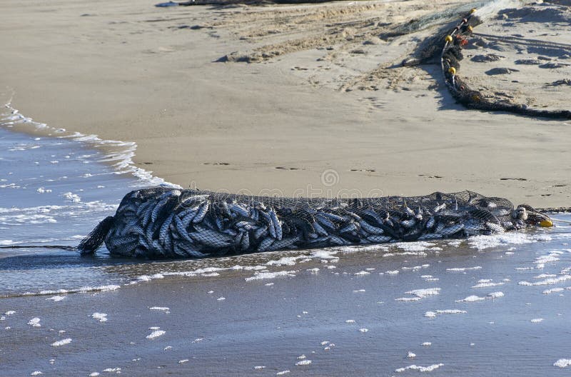 161 Mullet Net Stock Photos - Free & Royalty-Free Stock Photos from ...