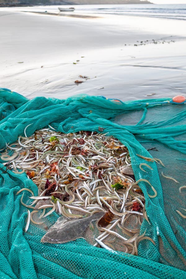 Fishing Net Full of Fish on Beach Stock Image - Image of live, landed ...