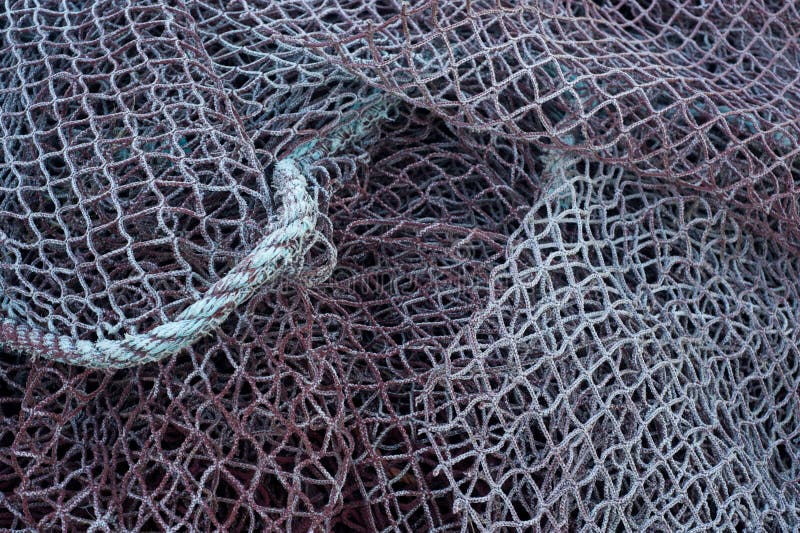 Net 04 Picture. Image: 468198