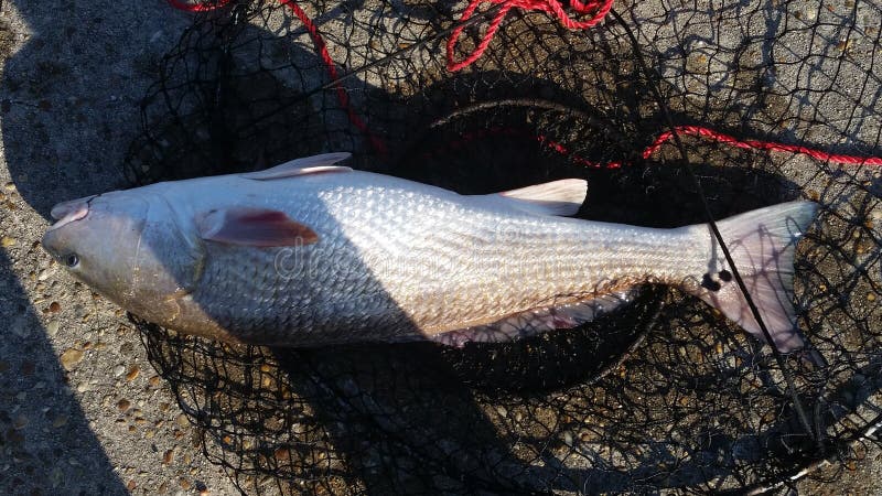 Fish red bass stock image. Image of fishing, fish, bass - 160951609