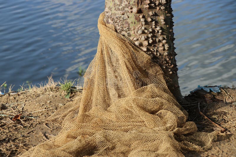 Fishing Net by the Side of the River Kept on the Bottom of Tree Trunk ...