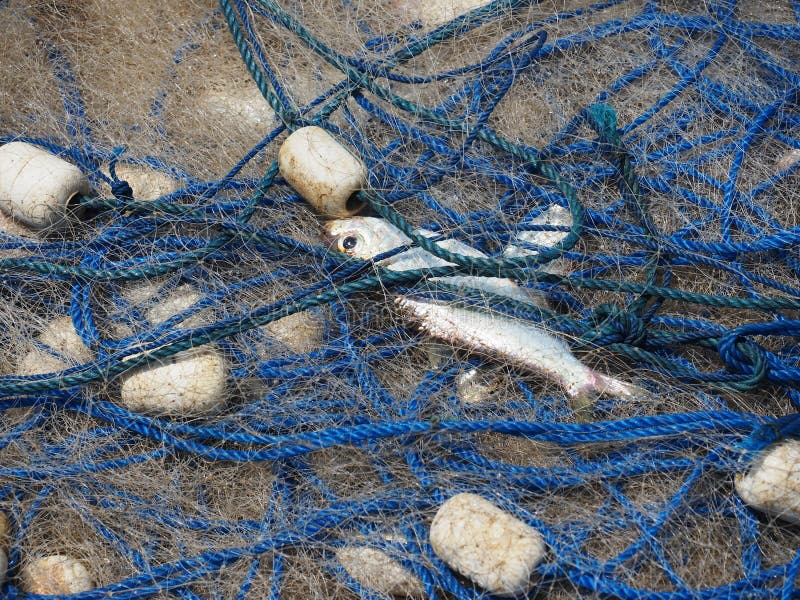 Fishing Net with Sprats on the Beach. Close Up Stock Image - Image of ...