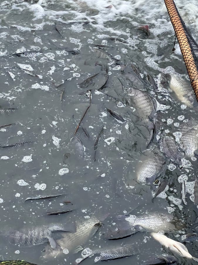 Fishing Net with Water and Fish Stock Photo - Image of pond, lake ...