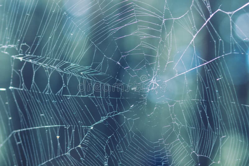 Fishing Net Web and Spider in the Summer Forest Stock Image - Image of ...