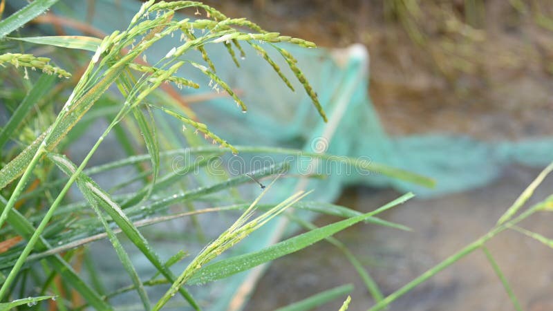 Fishing with Nets in Rice Paddy Field. Stock Photo - Image of paddy ...