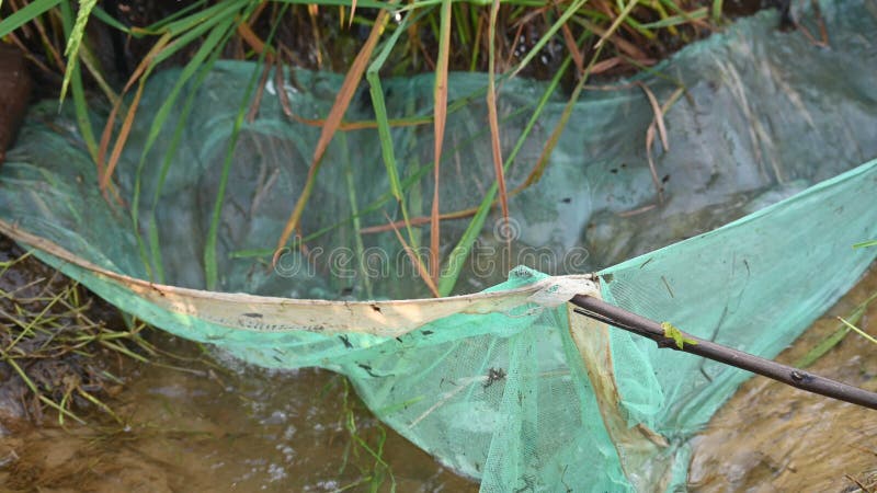 Fishing with Nets in Rice Paddy Field. Stock Footage - Video of fresh ...