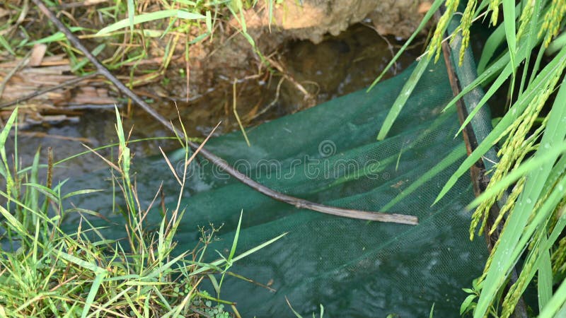 Fishing with Nets in Rice Paddy Field. Stock Video - Video of farming ...