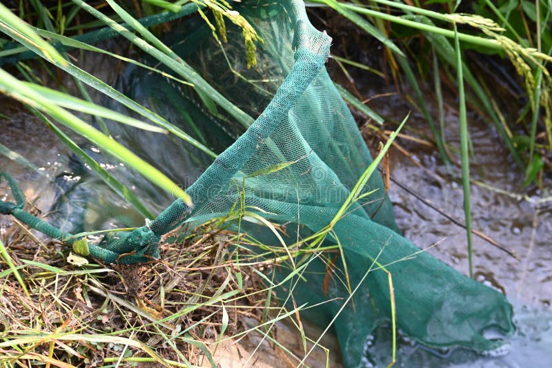 Fishing with Nets in Rice Paddy Field. Stock Photo - Image of flowing ...