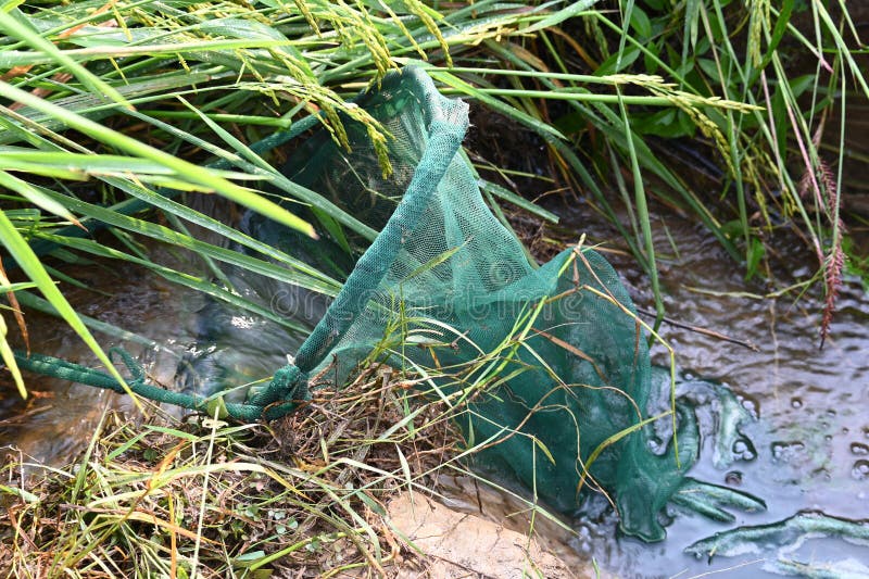 Fishing with Nets in Rice Paddy Field. Stock Image - Image of paddy ...