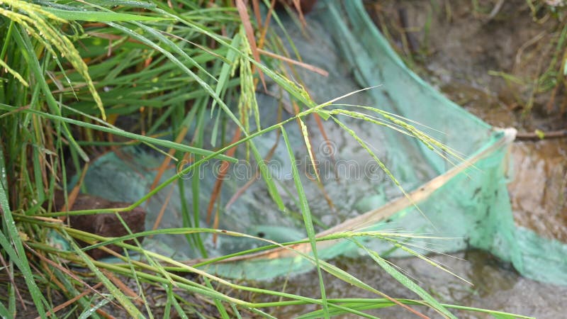 Fishing with Nets in Rice Paddy Field. Stock Video - Video of catching ...