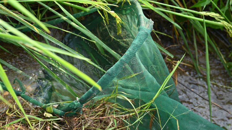 Fishing with Nets in Rice Paddy Field. Stock Footage - Video of asia ...