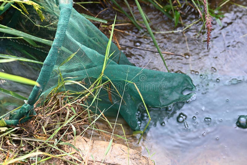 Fishing with Nets in Rice Paddy Field. Stock Image - Image of farming ...