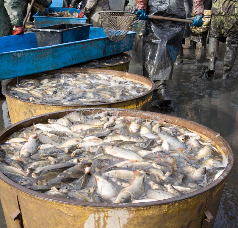 After fishing out stock image. Image of water, fish, carps - 4811747